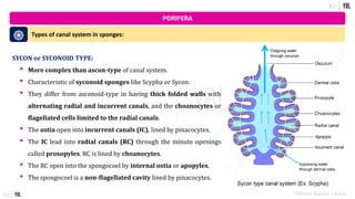 Introduction to Phylum Porifera & Their Canal System | PDF