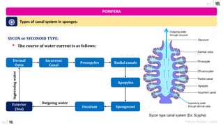 Introduction to Phylum Porifera & Their Canal System | PDF