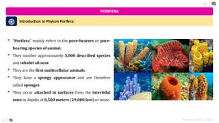 Introduction to Phylum Porifera & Their Canal System | PDF