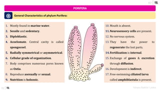 Introduction to Phylum Porifera & Their Canal System | PDF