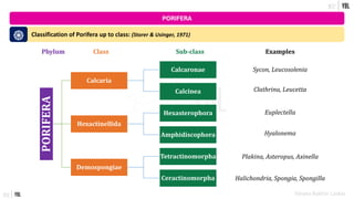 Introduction to Phylum Porifera & Their Canal System | PDF