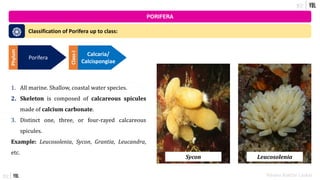 Introduction to Phylum Porifera & Their Canal System | PDF