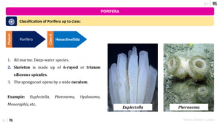 Introduction to Phylum Porifera & Their Canal System | PDF