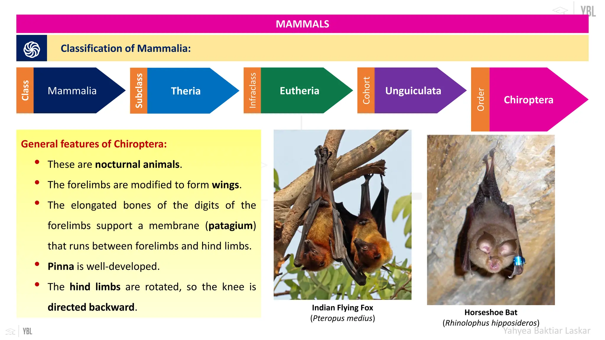 Introduction to Mammals, their classification, and echolocation in bats ...