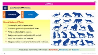 Introduction to Mammals, their classification, and echolocation in bats ...