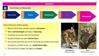 Introduction to Mammals, their classification, and echolocation in bats ...
