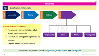 Introduction to Mammals, their classification, and echolocation in bats ...