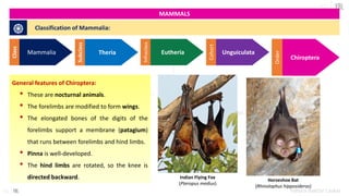 Introduction to Mammals, their classification, and echolocation in bats ...