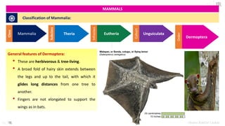 Introduction to Mammals, their classification, and echolocation in bats ...