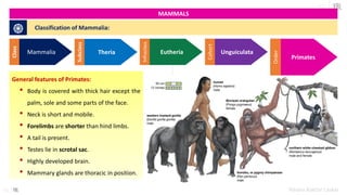 Introduction to Mammals, their classification, and echolocation in bats ...