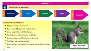 Introduction to Mammals, their classification, and echolocation in bats ...