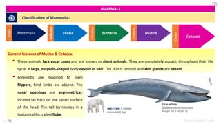 Introduction to Mammals, their classification, and echolocation in bats ...