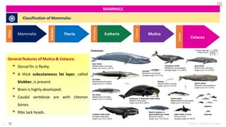 Introduction to Mammals, their classification, and echolocation in bats ...