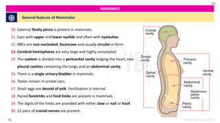 Introduction to Mammals, their classification, and echolocation in bats ...