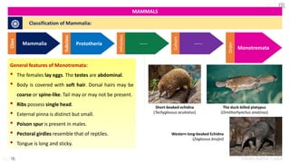 Introduction to Mammals, their classification, and echolocation in bats ...