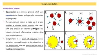 Working of Immune System, Antigen Presentation, and the Complement ...