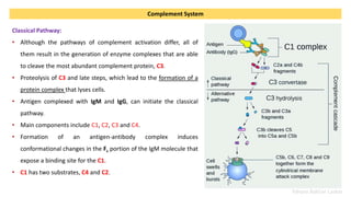 Working of Immune System, Antigen Presentation, and the Complement System | PPTX