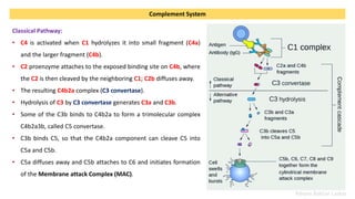 Working of Immune System, Antigen Presentation, and the Complement System | PPTX