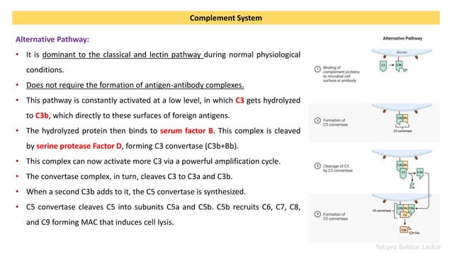 Working of Immune System, Antigen Presentation, and the Complement System | PPT