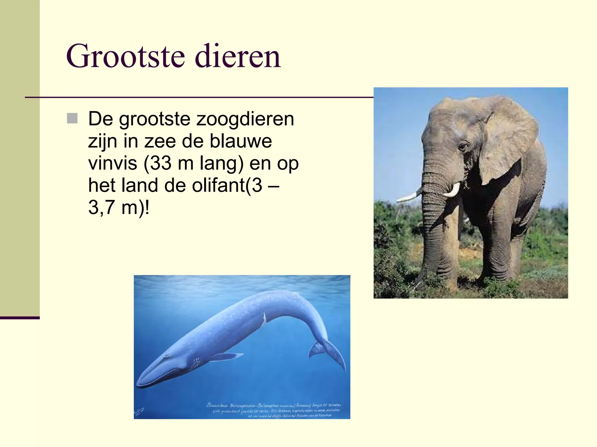 Zoogdieren | PPT