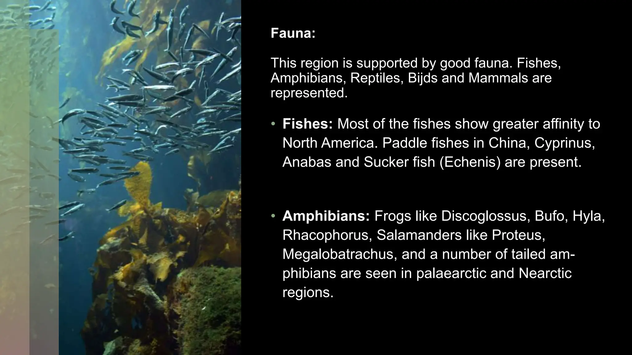 Zoogeographical regions In the World.pptx | Reptiles | Pets