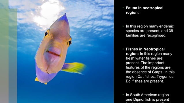 Zoogeographical regions In the World.pptx | Reptiles | Pets