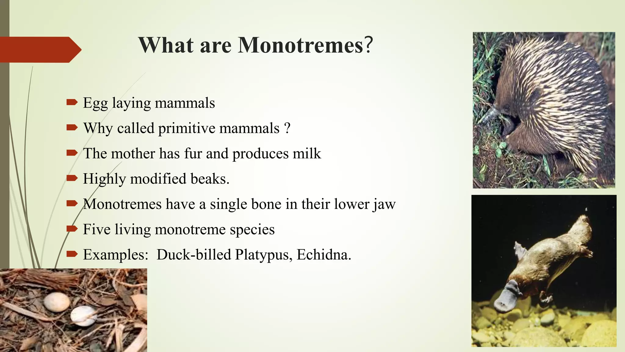 Distribution of Marsupials and Monotremes in Six Regions and Emphasize ...