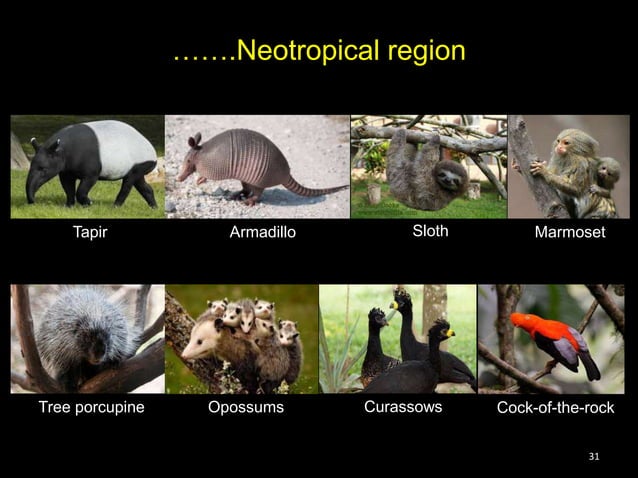 ZOOGEOGRAPHY | PPTX | Geology | Science