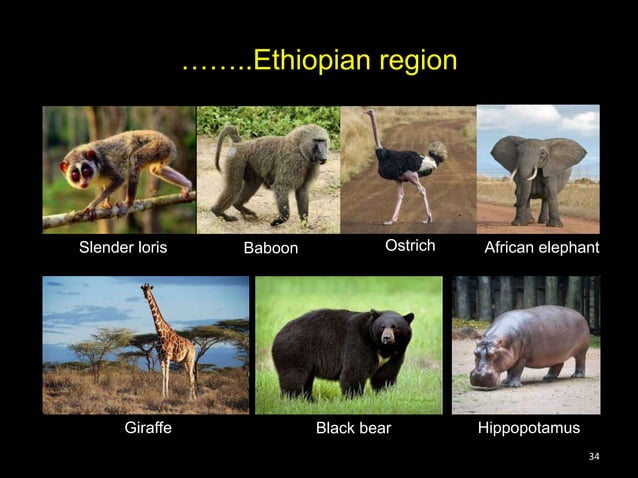 ZOOGEOGRAPHY | PPTX | Geology | Science