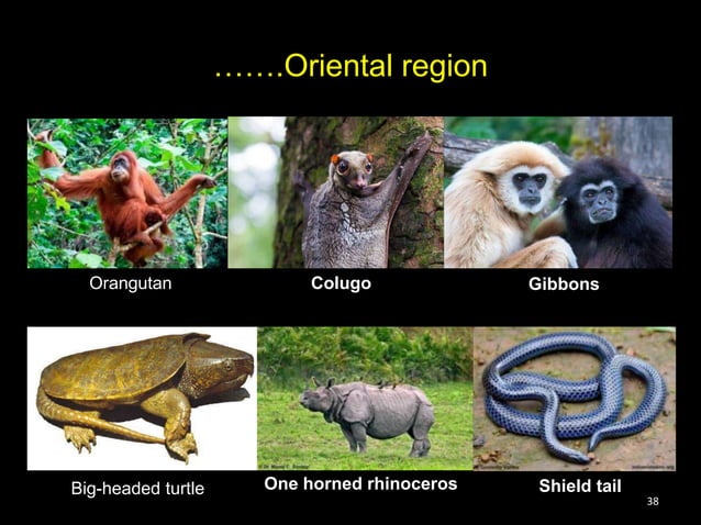 ZOOGEOGRAPHY | PPTX | Geology | Science