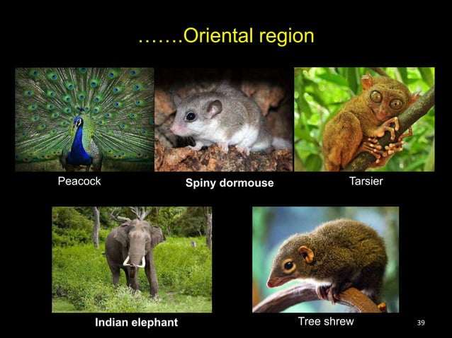 ZOOGEOGRAPHY | PPTX | Geology | Science