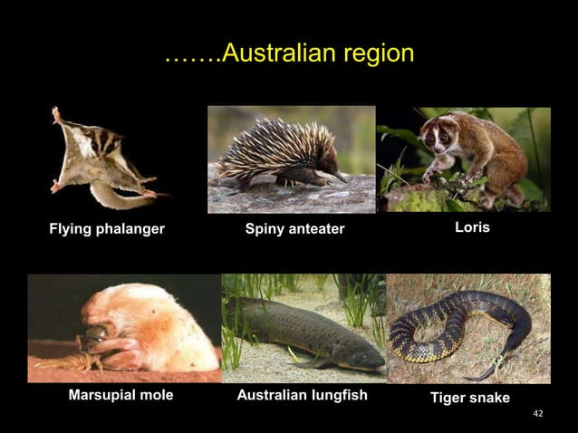 ZOOGEOGRAPHY | PPTX | Geology | Science