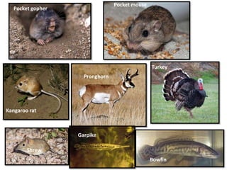 zoogeographyandfactorsaffectinganimaldistribution-170514082409.pdf