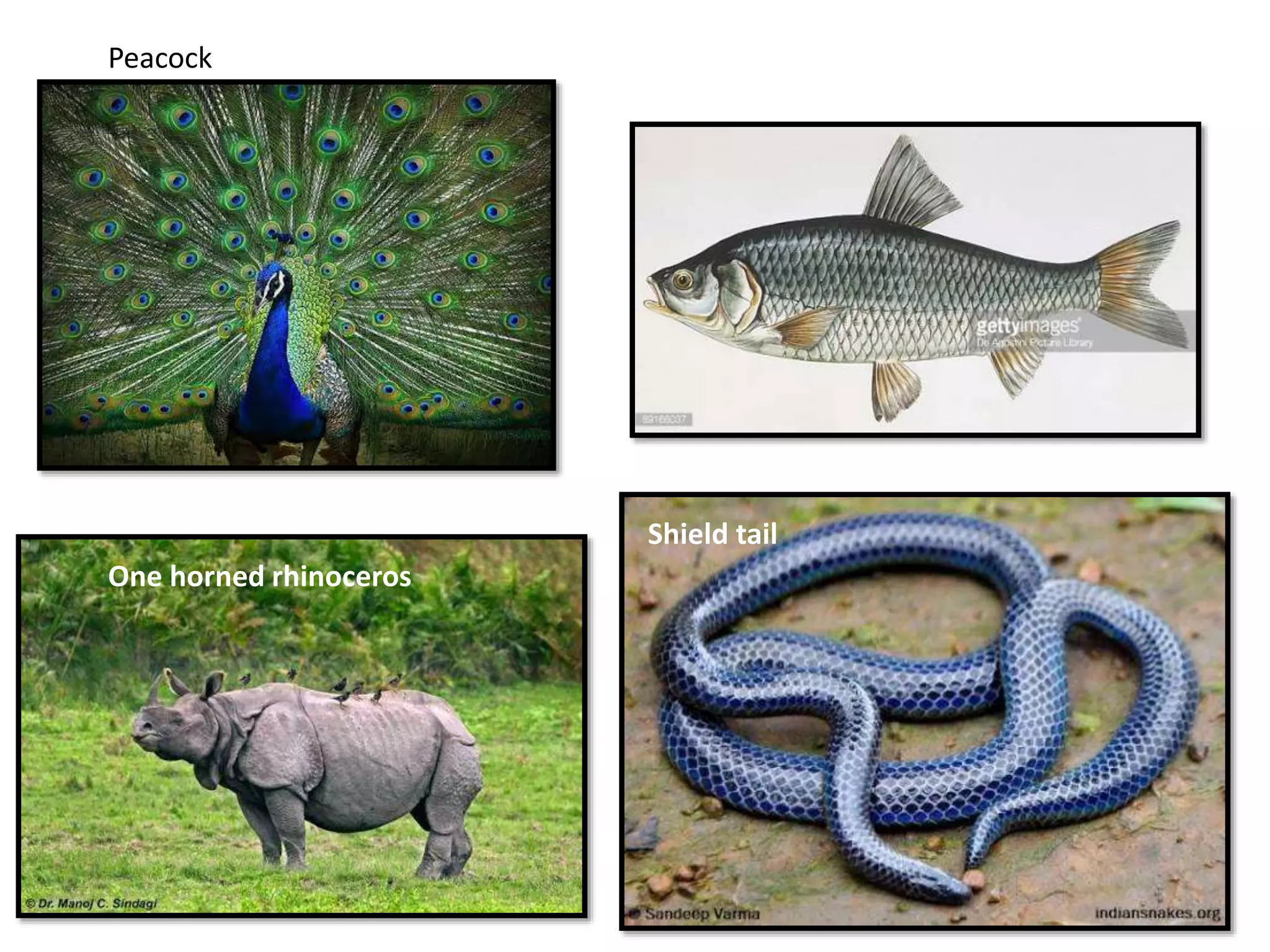 Zoogeography and factors affecting animal distribution | PPTX