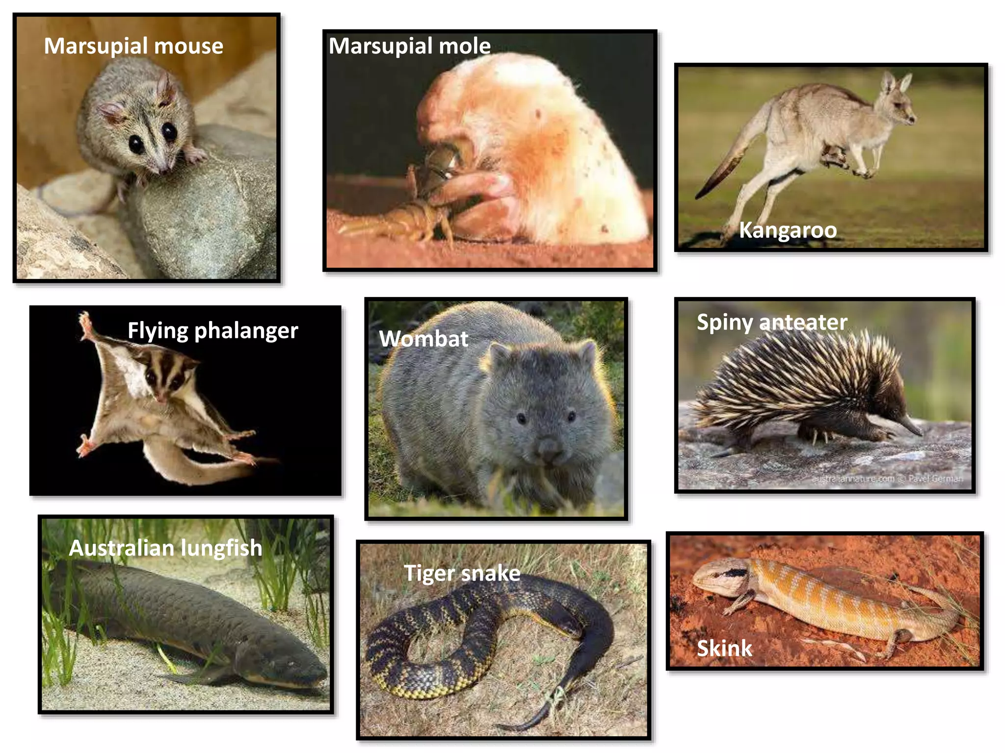 Zoogeography and factors affecting animal distribution | PPTX
