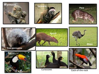 Zoogeography and factors affecting animal distribution | PPTX