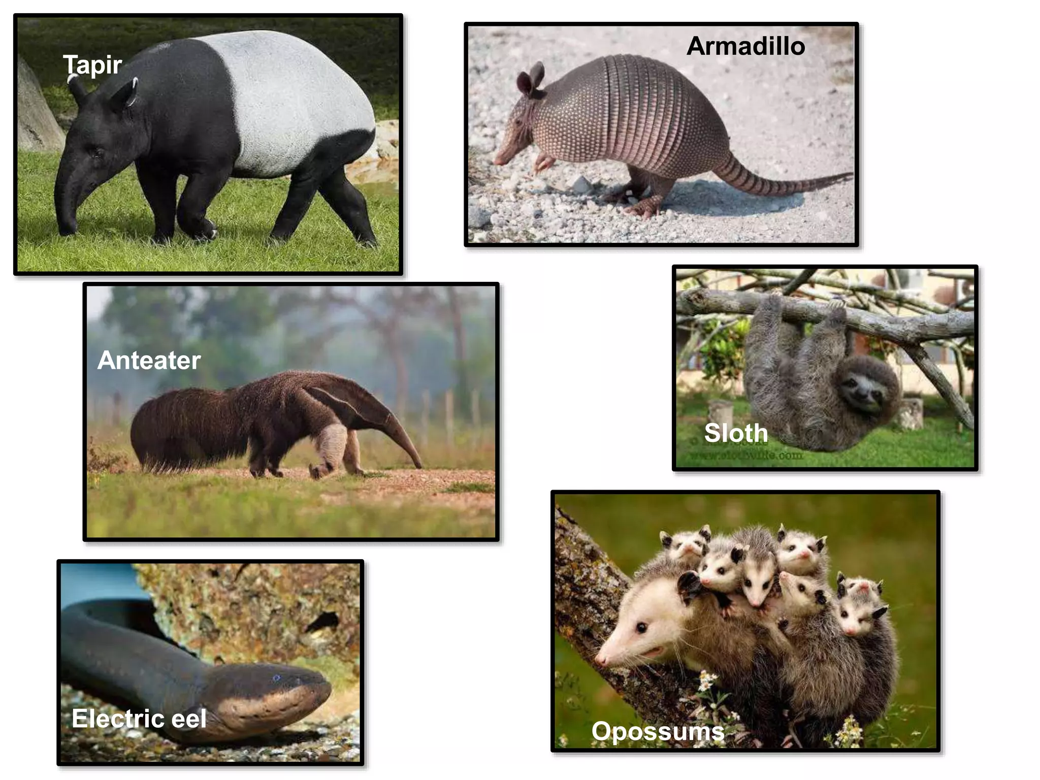Zoogeography and factors affecting animal distribution | PPSX