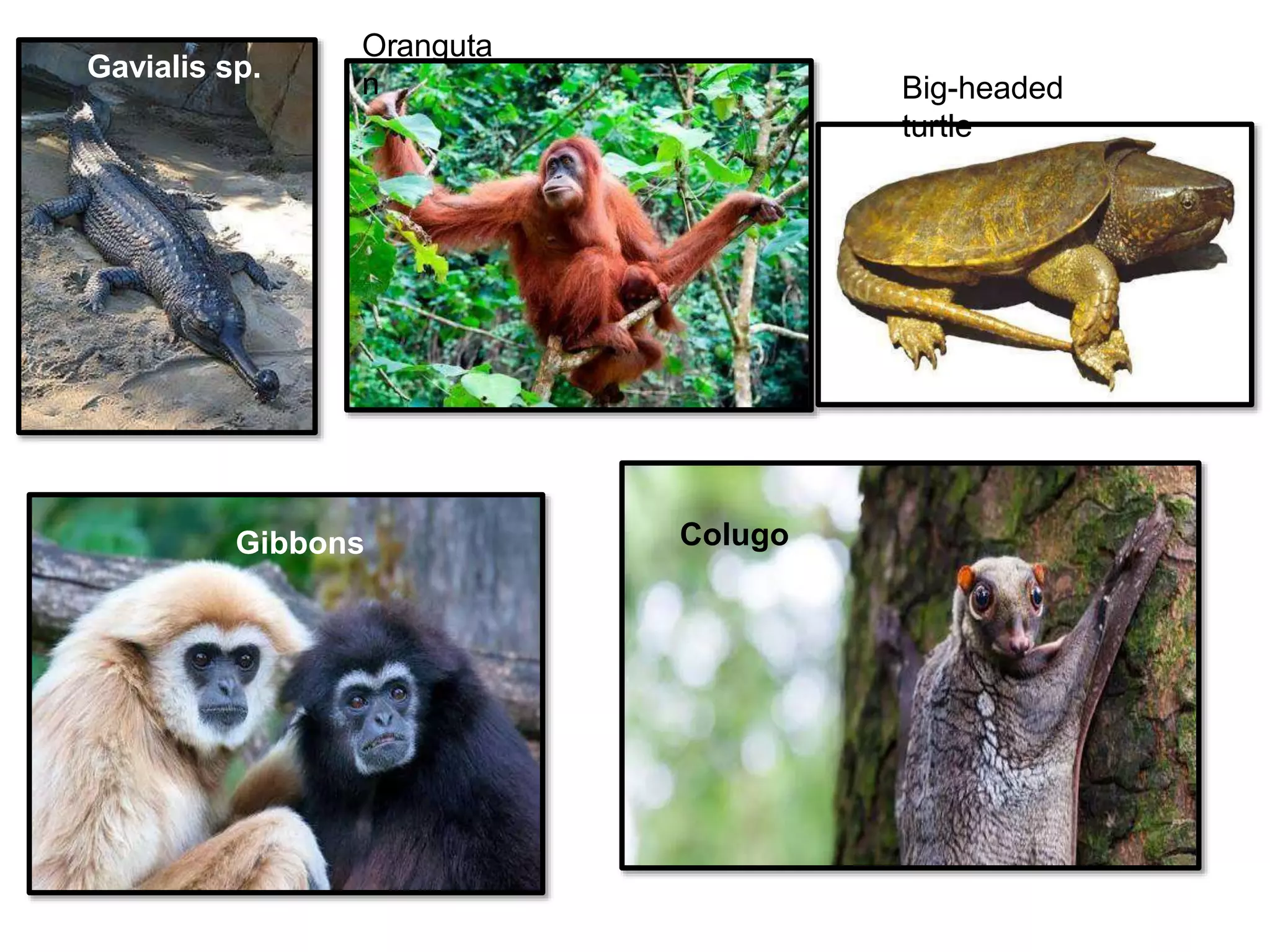 Zoogeography and factors affecting animal distribution | PPSX
