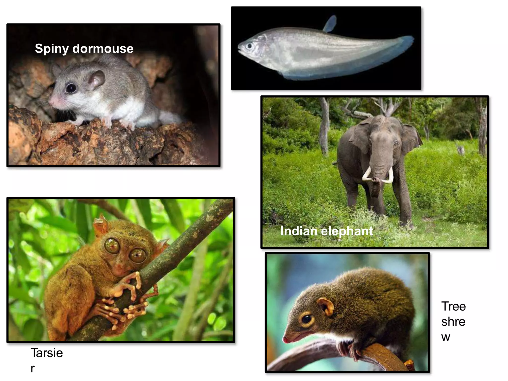 Zoogeography and factors affecting animal distribution | PPSX
