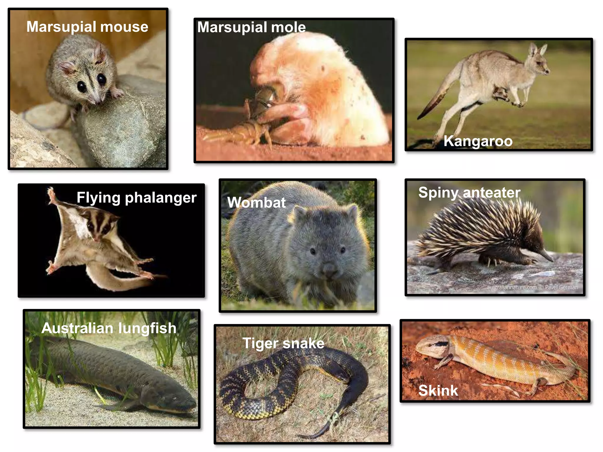 Zoogeography and factors affecting animal distribution | PPSX