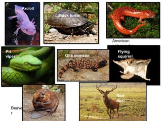 Zoogeography and factors affecting animal distribution | PPSX