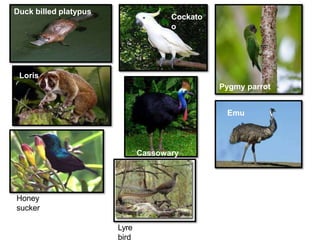 Zoogeography and factors affecting animal distribution | PPSX