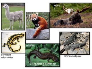 Zoogeography and factors affecting animal distribution | PPSX