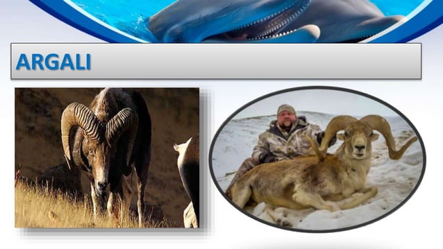 ENDANGERED AND EXTINCT SPECIES IN PAKISTAN | PPTX