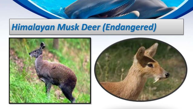 ENDANGERED AND EXTINCT SPECIES IN PAKISTAN | PPTX