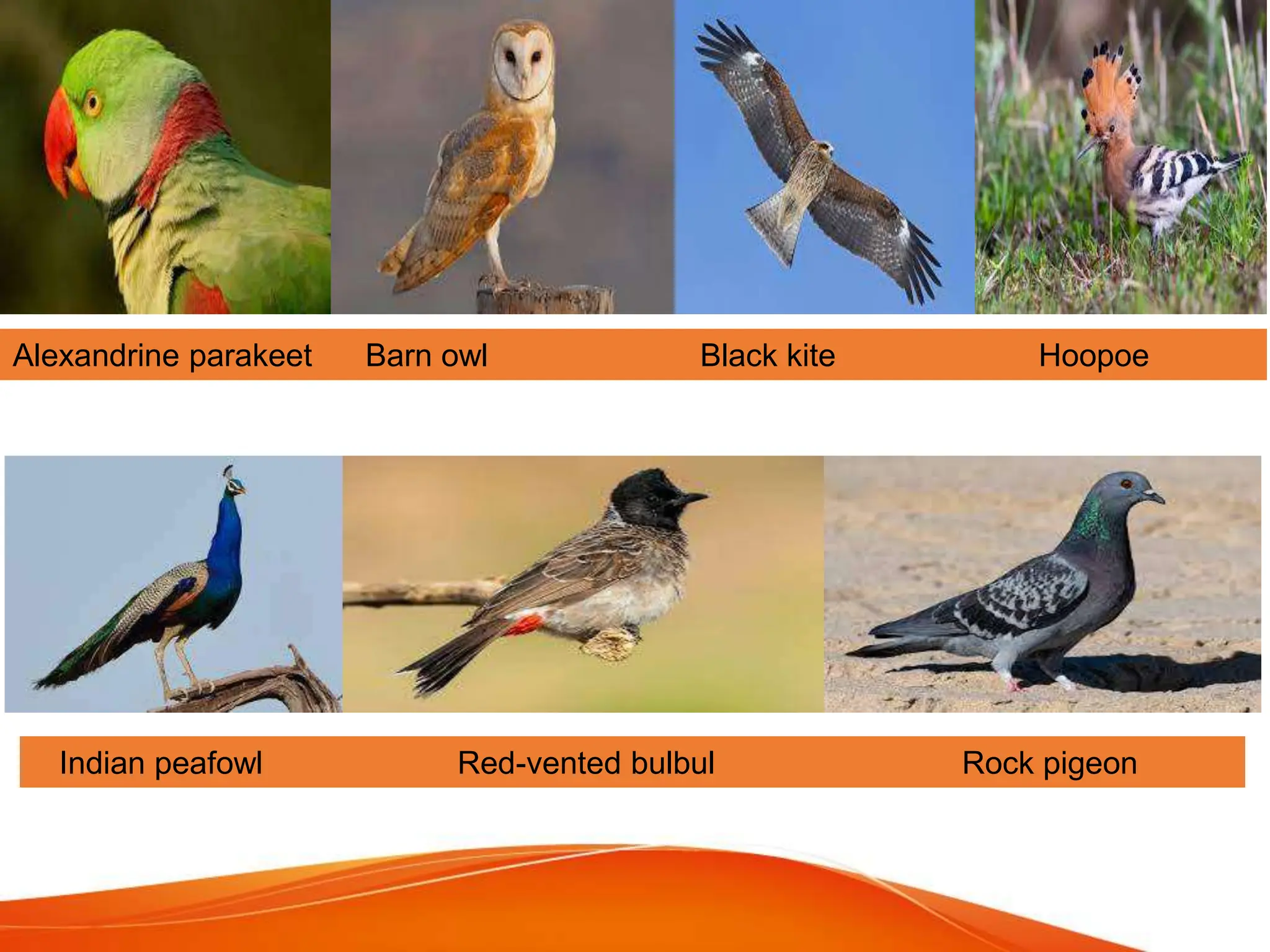 zoogeography of pakistan.pptx fauna of Pakistan | PPTX