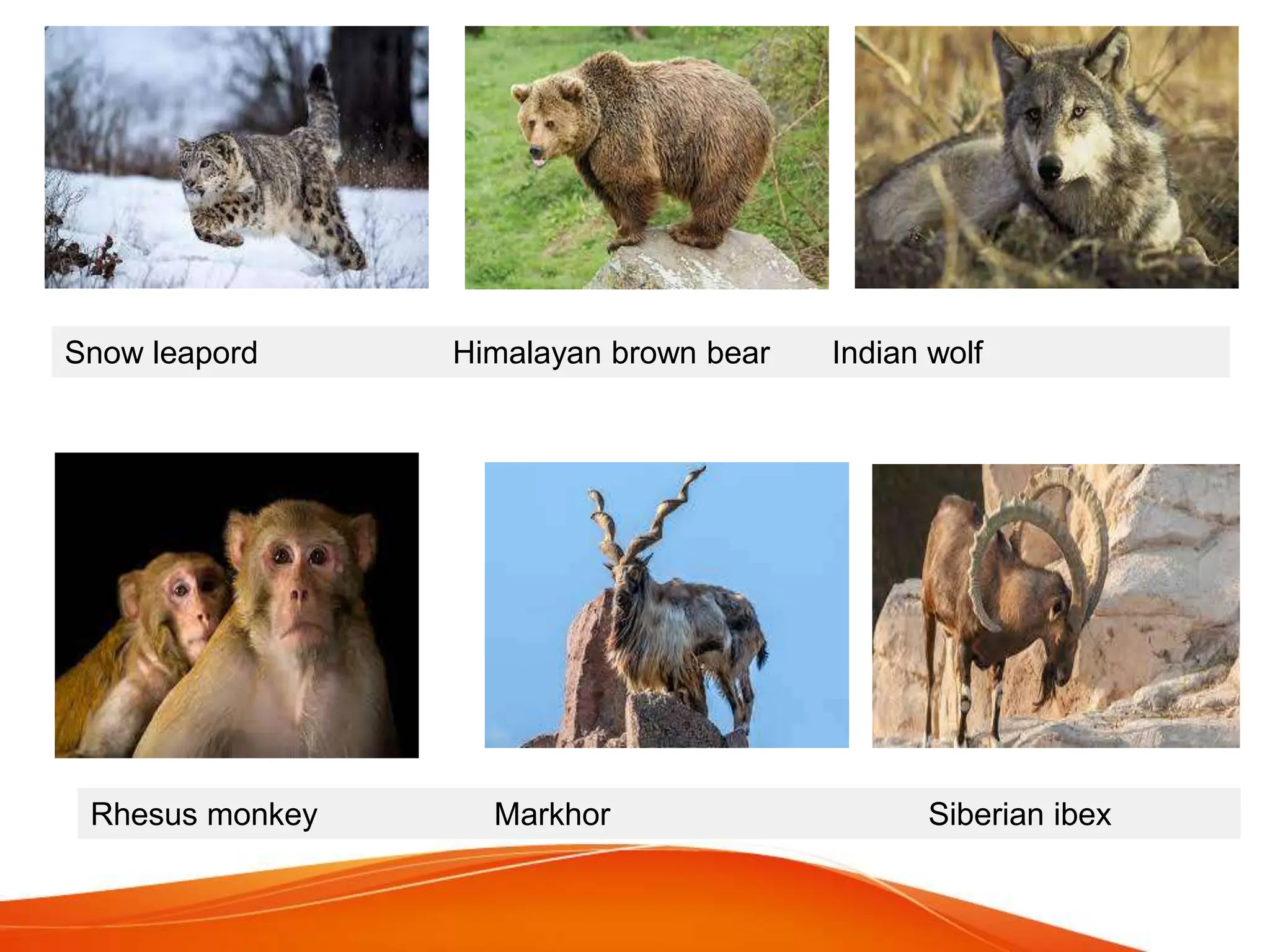 zoogeography of pakistan.pptx fauna of Pakistan | PPTX