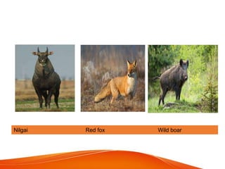 zoogeography of pakistan.pptx fauna of Pakistan | PPTX