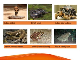 zoogeography of pakistan.pptx fauna of Pakistan | PPTX