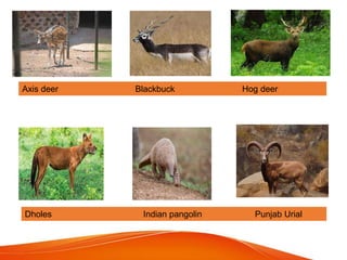 zoogeography of pakistan.pptx fauna of Pakistan | PPTX